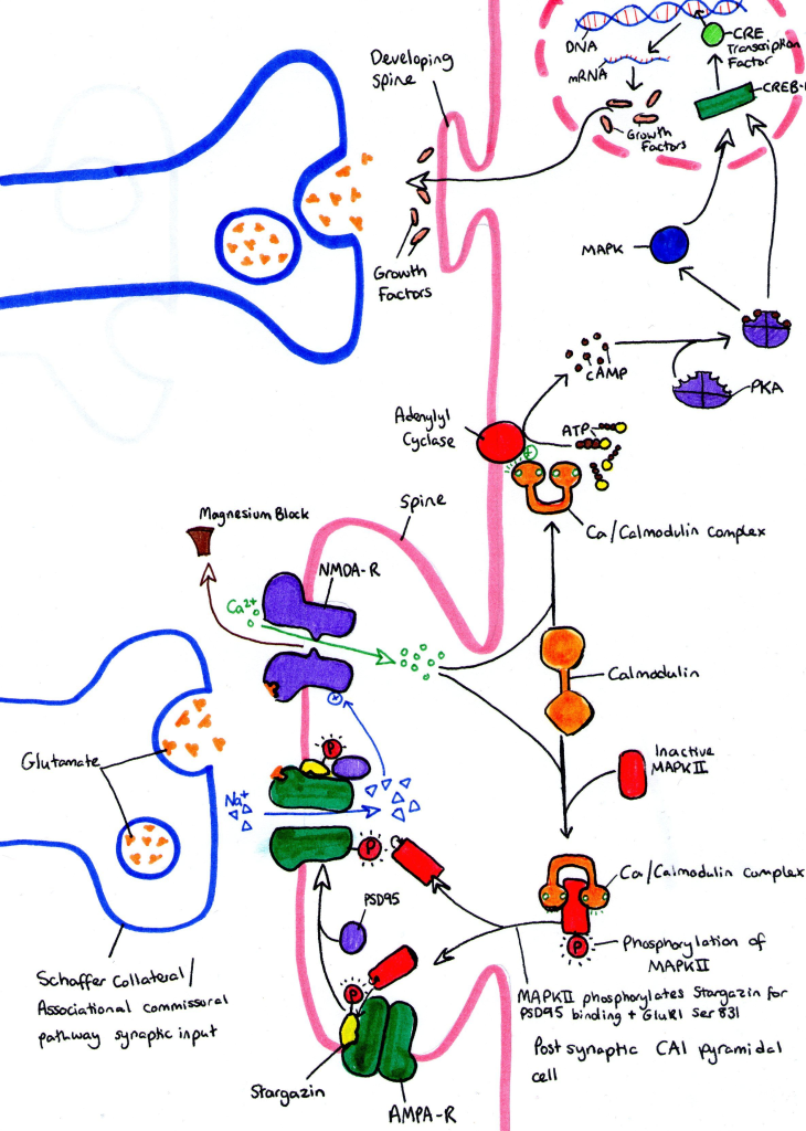 Mapping Synaptic Plasticity: A Breakthrough in Memory Research
